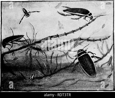 zoology / animals, insects, beetles, water scavenger beetle ...