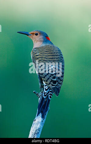 Northern flicker on perch Stock Photo - Alamy