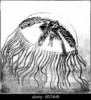 . First lessons in zoology. Zoology. FISHES, BATRACHIANS, AND REPTILES ...