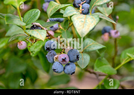 Close up of a blueberry bunch on a blueberry bush Stock Photo - Alamy