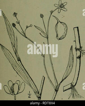 Creeping spearwort (Ranunculus reptans, Ranunculus flammula ssp ...