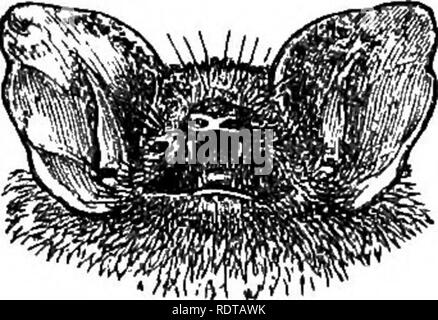 BAT Bantam I Stock Photo - Alamy