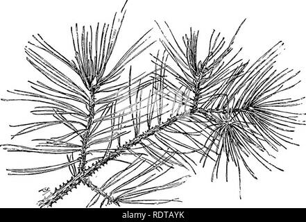 Pitch pine (Pinus rigida) needles, Farm River State Park, Connecticut ...