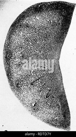 . The Peanut, the unpredictable legume; a symposium. Peanuts; Peanuts ...