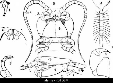 Magnified view of centipede head Stock Photo - Alamy
