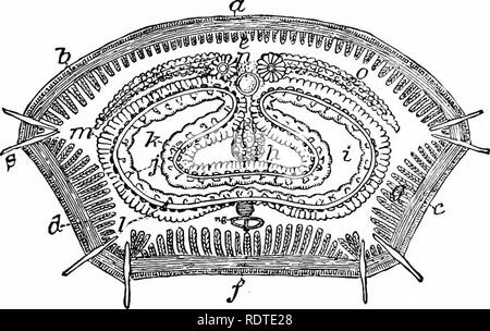Typhlosole transverse section Stock Photo - Alamy