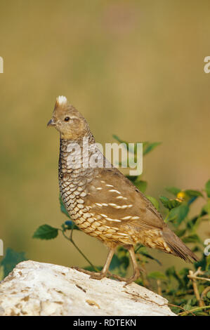 00848-00101 Scaled Quail (Callipepla squamata) Starr Co. TX Stock Photo ...