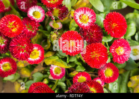 Bellis perennis 'Bellissima Red' red Bellis – red flowers with tightly ...