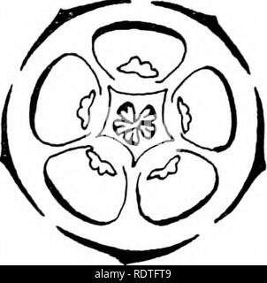 Creamy white petals and red stamens of the summer flowering hardy small ...