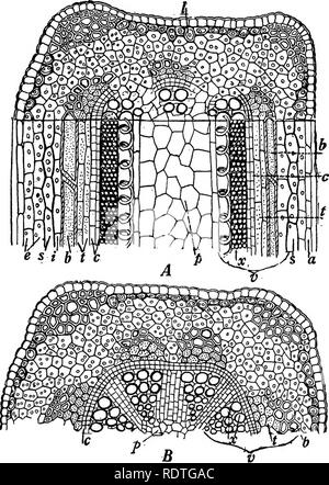 . Botany, with agricultural applications. Botany. 172 STEMS year, are ...