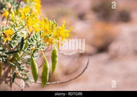 Peritoma arborea (known as bladderpod, burrofat and California cleome ...