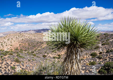 Mojave yucca Yucca schidigera Joshua Tree National Park California USA ...