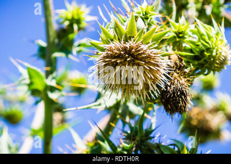 Mt Hamilton thistle (Cirsium fontinale) on a blue sky background ...