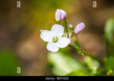 Milkmaid (Cardamine californica) flowers blooming in winter in a forest ...