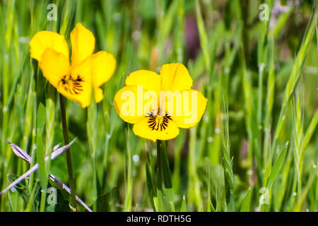 Beautiful Viola pedunculata flower, the California golden violet ...