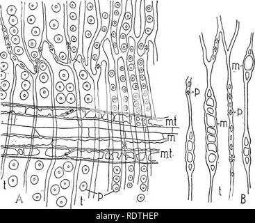 . Nature and development of plants. Botany. 94 MEDULLARY RAY 40. The ...