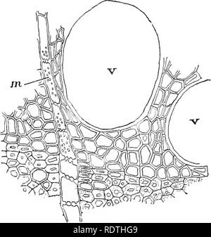 Cork Oak stem, section showing epidermis, cambium, cork, pith, phloem ...