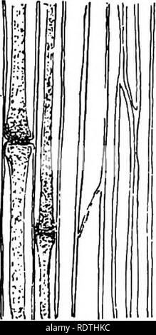 . Elementary botany. Botany. Fig. 42. Longitudinal section of vascular ...