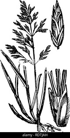 . Handbook of grasses, treating of their structure, classification ...