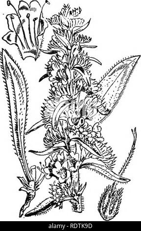 Cuscuta Epilinum Flax Dodder Stock Photo - Alamy