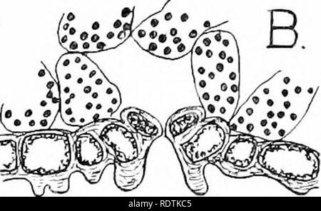 . An introduction to the structure and reproduction of plants. Plant ...