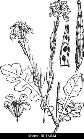 Black mustard, Sinapis nigra Stock Photo - Alamy