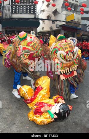 The Hainan tiger is dancing in Chinese New Year celebration in Thailand ...