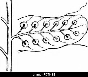 Sorus, or Cluster of Spores or Sporangia, on Underside of Leaf of ...