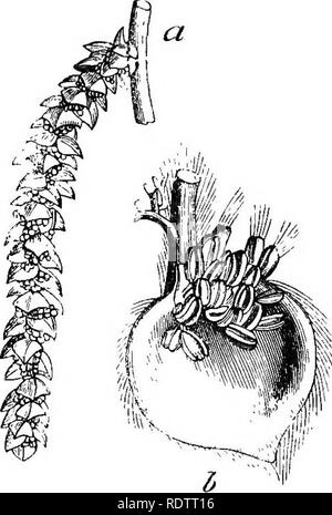 . The principles of botany, as exemplified in the phanerogamia. Botany ...