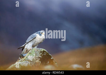 Peregrine Falcon perched on a rock Stock Photo - Alamy