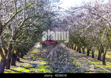 A Flory Pow'RTrak shredder machine that picks up and grinds tree ...