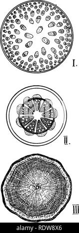 Wood trunk showing tree pith Stock Photo - Alamy