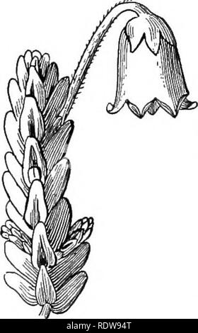 Batis maritima L Batis maritima L Stock Photo - Alamy