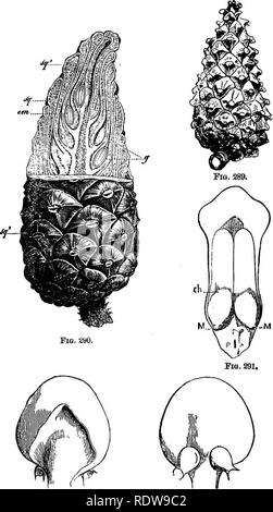 . Botany for high schools and colleges. Botany. 398 BOTANY.. Fig. 298 ...