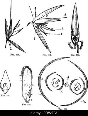 . Botany for high schools. Botany. 454 GENERAL MORPHOLOGY OF PLANTS in ...