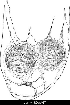. Plants; a text-book of botany. Botany. SPEEMATOPHYTES : ANGIOSPEEMS ...