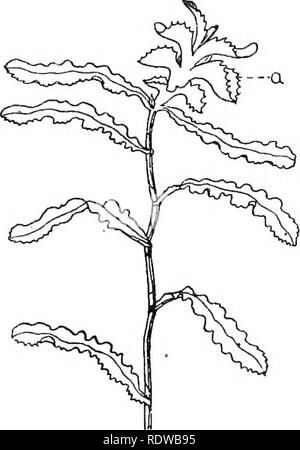 orbicular leaf type plants Stock Photo - Alamy