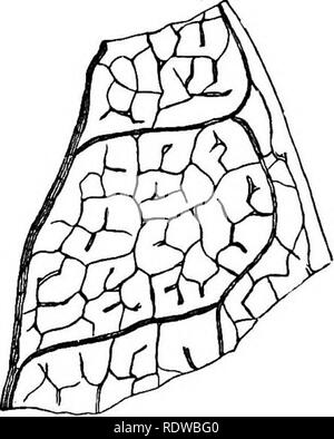The germination process of castor-oil bean is illustrated, showing the ...