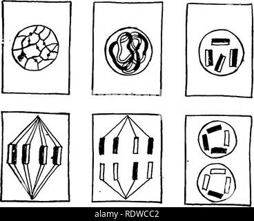 . Botany, with agricultural applications. Botany. Fig. 34. — Upper ...