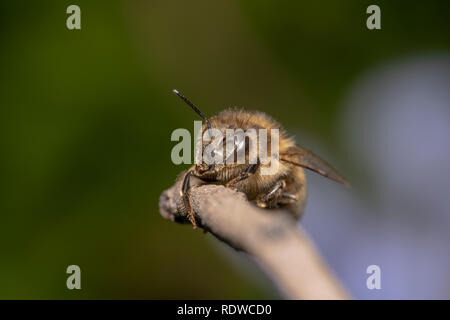 Tired/exhausted Honey bee sitting on yellow floor about to take off ...