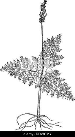 . Botany, with agricultural applications. Botany. Fig. 34. — Upper ...