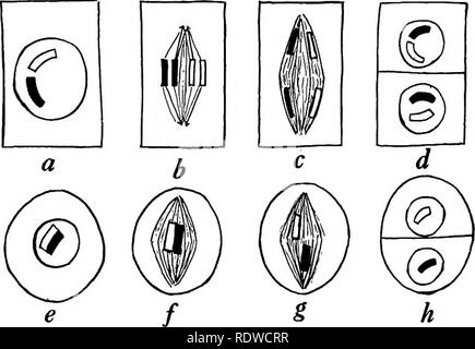 . Botany, with agricultural applications. Botany. Fig. 34. — Upper ...