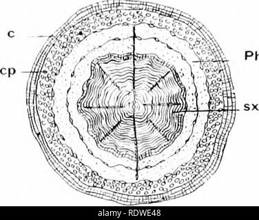 Cross section root centre of the Carrot (Daucus carota subsp. sativus ...