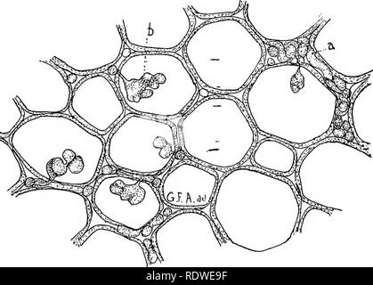 RUST (UROMYCES CARYOPHYLLINUS) ON CARNATION PLANT (DIANTHES). FUNGAL ...