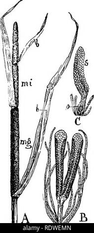 . Nature and development of plants. Botany. 124 GERMINATION OF THE ...