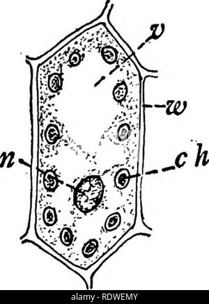 . Botany, with agricultural applications. Botany. Fig. 34. — Upper ...