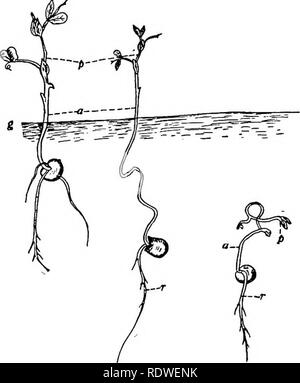 . Botany, with agricultural applications. Botany. Fig. 34. — Upper ...