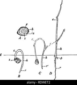 . Botany, with agricultural applications. Botany. Fig. 34. — Upper ...
