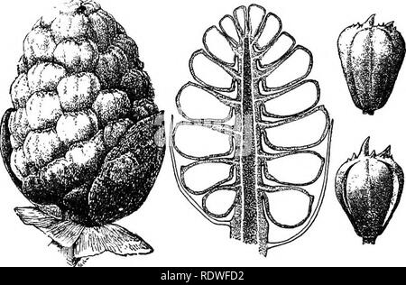. Elementary botany . Fig. 252. Fig. 253. Fig. 254. Staminate cone of ...