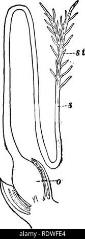 . Botany, with agricultural applications. Botany. Fig. 34. — Upper ...